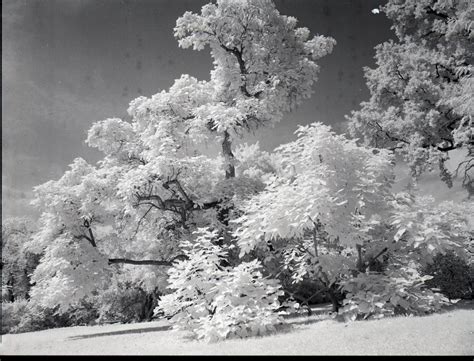 10 Tips For Infrared Film Photography Gavin Lyons Photography