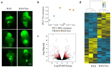 Analysis Of RNA Seq Showed A Class Of Genes Altered In Zebrafish Brain Download Scientific