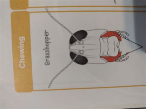 Bju Science 4 Chapter 3 Lesson 26 Quiz Flashcards Quizlet