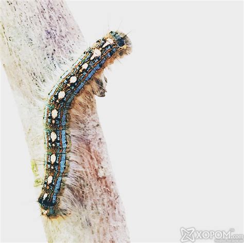 Эдгээр авгалдайнууд оцон шувууны зурагтай дулаахан цамц өмсчихөө юу даа Хорхой шавьж хүртэл