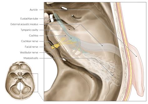 Cochlear Nerve In Ear