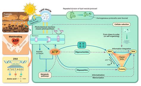 Why Did Evolution Favor ATP And Not GTP TTP Or CTP ResearchGate