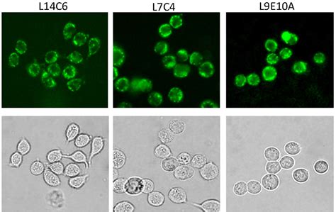 Figure 1 From Glycan Array Analysis Of The Antigen Repertoire Targeted By Tumor Binding