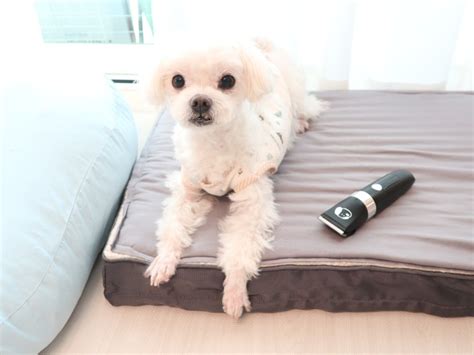 강아지 셀프미용 방법 강아지 바리깡 말티즈 미용 후기 네이버 블로그