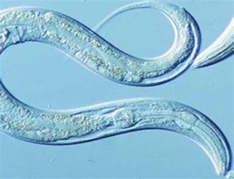 A New Transcriptomes Dataset For C Elegans Rna Seq Blog