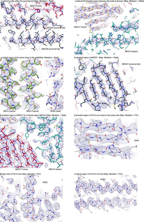 Quality Of Cryo Em Densities Sections Of Focused Refined Mediator Stalk