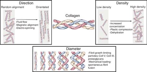 2 Schematic Presentation Of The Collagen 3ds Direction Density And Download Scientific