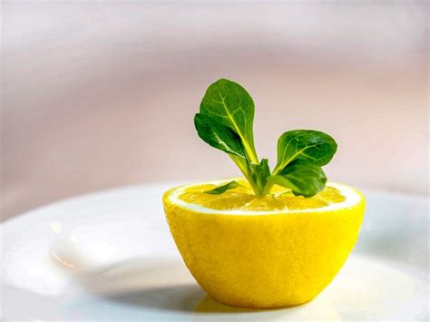 Lemon Jeruk Nipis Foto Gratis Di Pixabay Pixabay