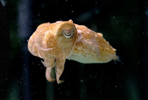 Prey Capture By The Dwarf Cuttlefish Wur