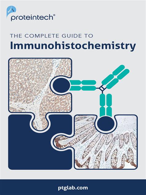 Ihc Guide V12 Pdf Immunohistochemistry Scientific Techniques