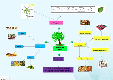 Unek Unek Contoh Mind Map Tumbuhan Hijau