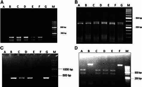 A Amplification Refractory Mutation System Polymerase Chain Reaction Download Scientific