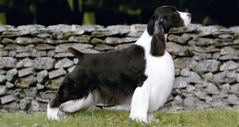 Springer Spanial Coloring Pages 2025