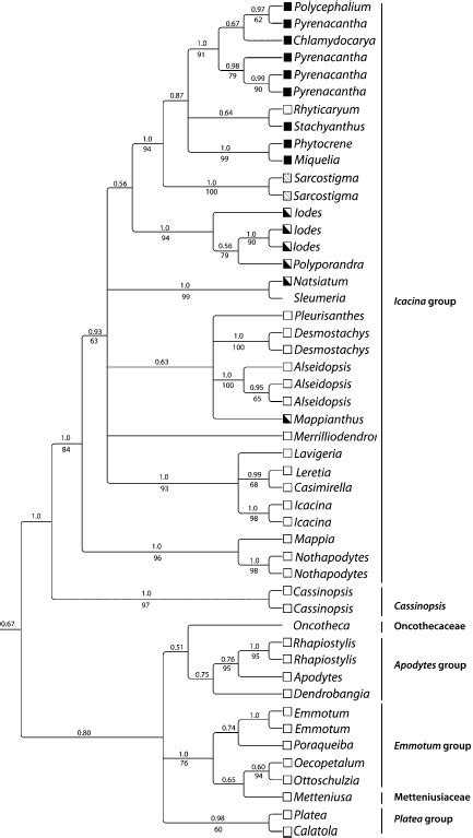 Bayesian Combined Data Tree Of Icacinaceae Sensu Angiosperm Phylogeny