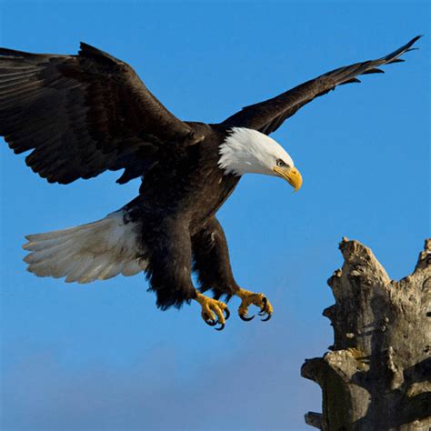 example of an image segmentation process performed with the original