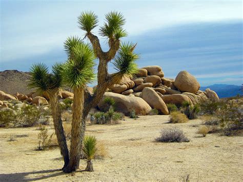 Ecosistemi Terrestri Tipologie Caratteristiche E Loro Ruolo Cruciale