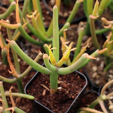 Euphorbia Tirucalli Sticks On Fire Firesticks Mcg™