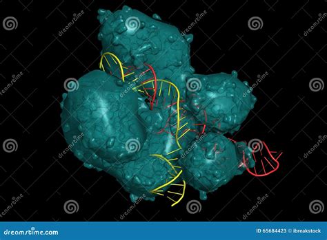 Crispr Cas9 System For Editing Regulating And Targeting Genomes Stock Illustration