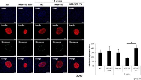 Immunofluorescence Staining Of Insulin And Glucagon In The Native
