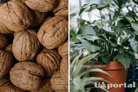 Як доглядати за вазонами та навіщо горіхова шкарлупа у квіткових горщиках