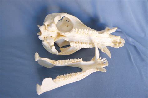 Peccary Male Skull Replica For Sale