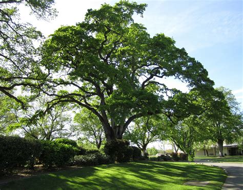 Backyard Shade Trees