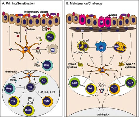 Dendritic Cells In Lung Immunopathology Springerlink