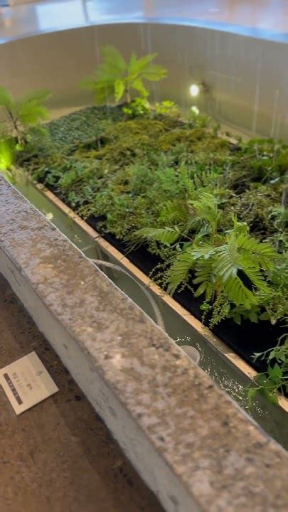 Aight 식물에물주기 Youtube