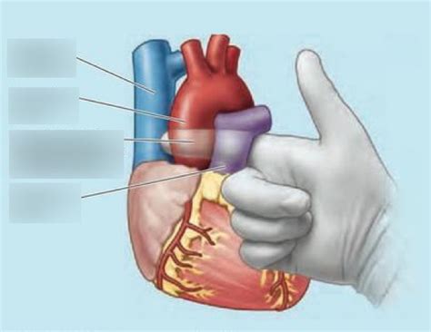 Transverse Pericardial Sinus Diagram Quizlet