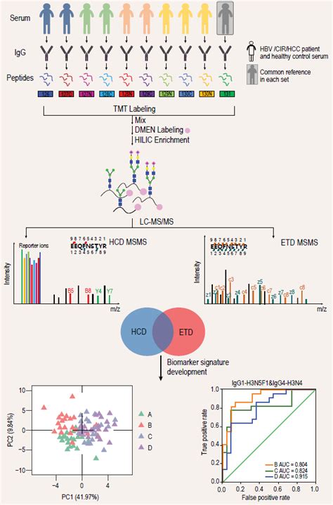 scheme of htigqs for intact n glycopeptide identification and