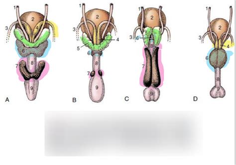 Diagram Of Sex Glands Male Species Quizlet