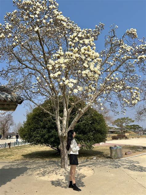 경주 가볼만한곳 첨성대 황리단길 동궁과 월지 경주 당일치기 코스 국내 봄 여행지 네이버 블로그