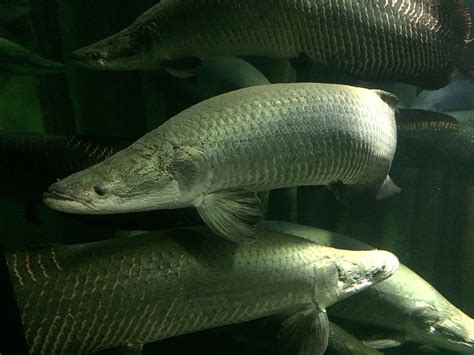 Arapaima Characteristics Diet Facts And More Fact Sheet