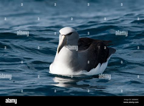 Salvins Mollymawk Swimming On The Pacific Ocean Near The Coast Of