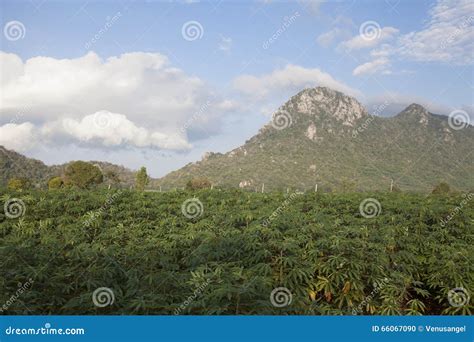 Cassava Field Royalty Free Stock Image 38190688