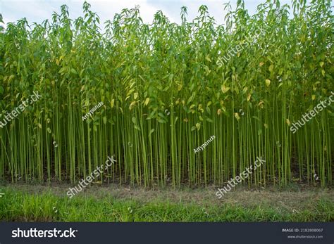 Jute Plant For Bag At Sammy Parra Blog