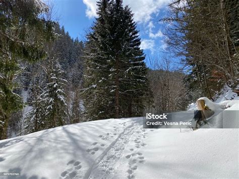 37 전형적인 겨울 환경과 알프슈타인 산맥 대산 괴와 스위스 알프스의 깊고 신선한 눈 덮인 고산 숲 트레일스위스 운터 바서 겨울에 대한 스톡 사진 및 기타 이미지 Istock