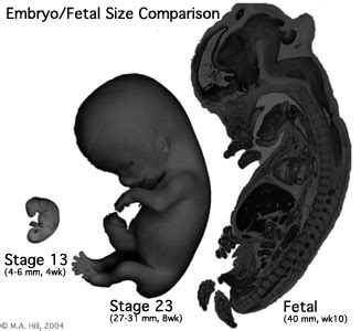 Foundations Practical Week 9 To 36 Embryology
