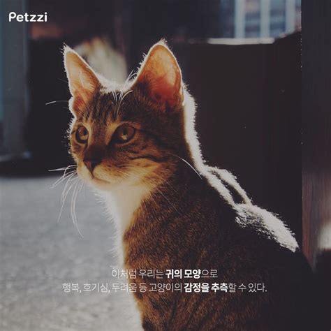 더쿠 귀여운 고양이 귀는 오늘도 열일합니다