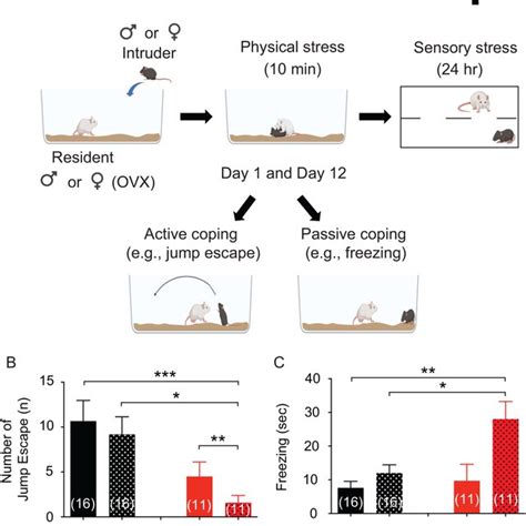 Sex Differences In The Behavioral Susceptibility To Social Defeat A Download Scientific