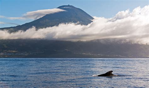 Whale Watching Azores An Unforgettable Experience