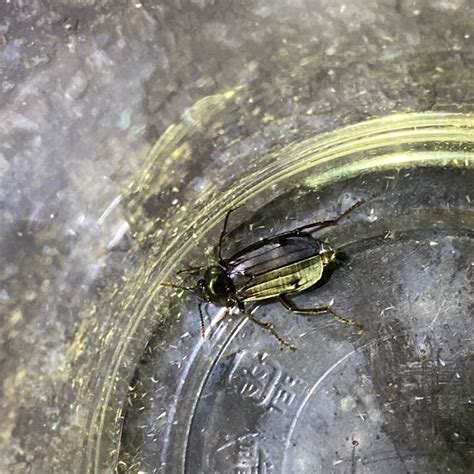 수중다리송장벌레