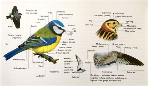 Bird Anatomy Taking From The Complete Guide To The Birdlife Of