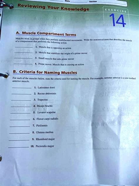 Date Reviewing Your Knowledge Section Exercise 14 A Muscle Compartment
