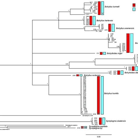 Species Delimitation Tree Constructed In A Bayesian Phylogenetic