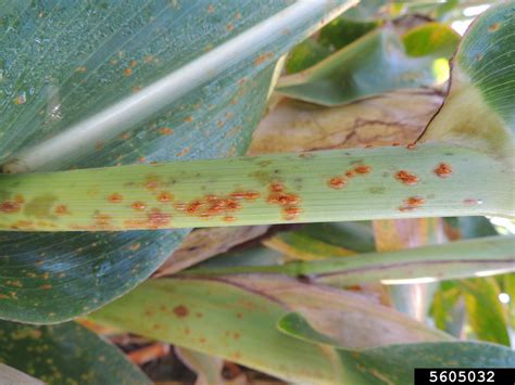 Common And Southern Rust In Field Corn Land Grant Press