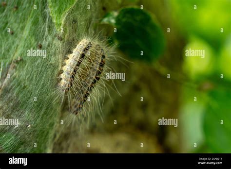 Parasitic Oak Procession Moth Caterpillars On An Infected Tree Insect
