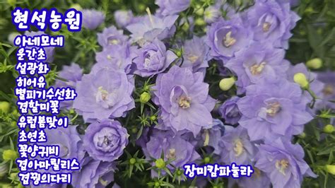 현석농원 아네모네운간초설광화겹할미유럽봄맞이영국앵초종이꽃애니시멈초연초겹아마릴리스후쿠시아겹꿩의다리이와가가미흑장수매진달래히어리 Youtube