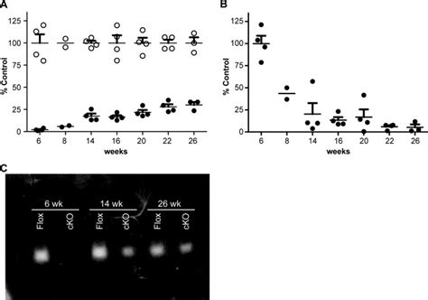 Viable Rnaseh1 Knockout Mice Show Rnaseh1 Is Essential For R Loop Processing Mitochondrial And
