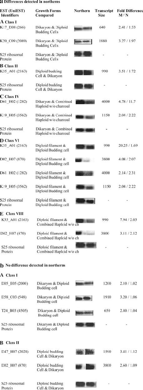 Northern Hybridization Analysis Assessing The Microarray Gene